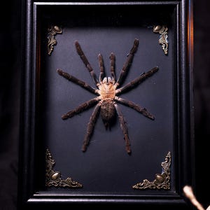 Golden Blue Leg Baboon Tarantula – Real Preserved Spider Specimen in ...