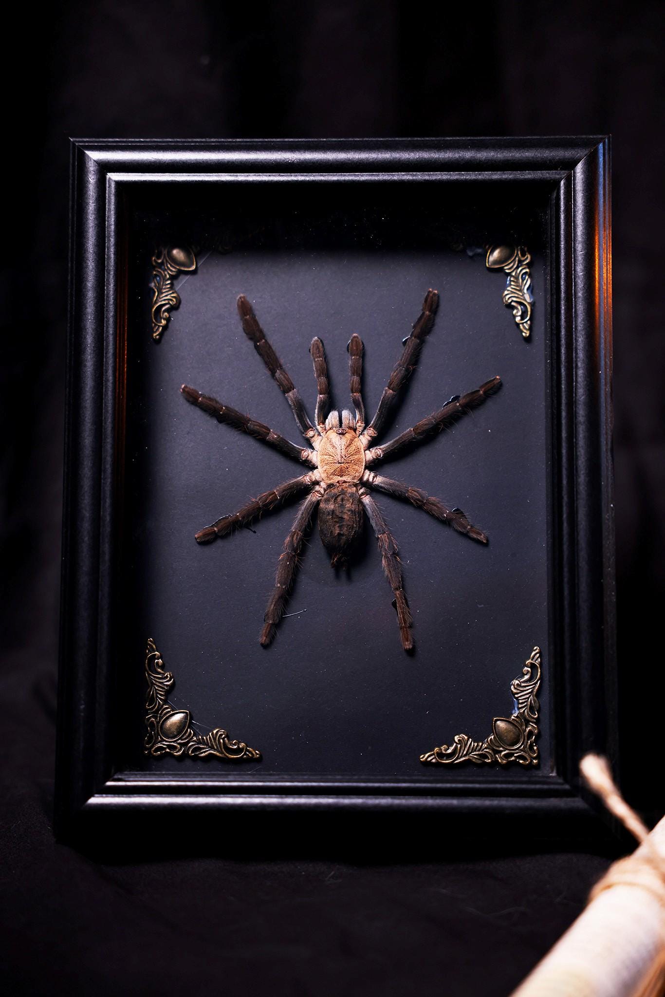 Golden Blue Leg Baboon Tarantula – Real Preserved Spider Specimen in ...