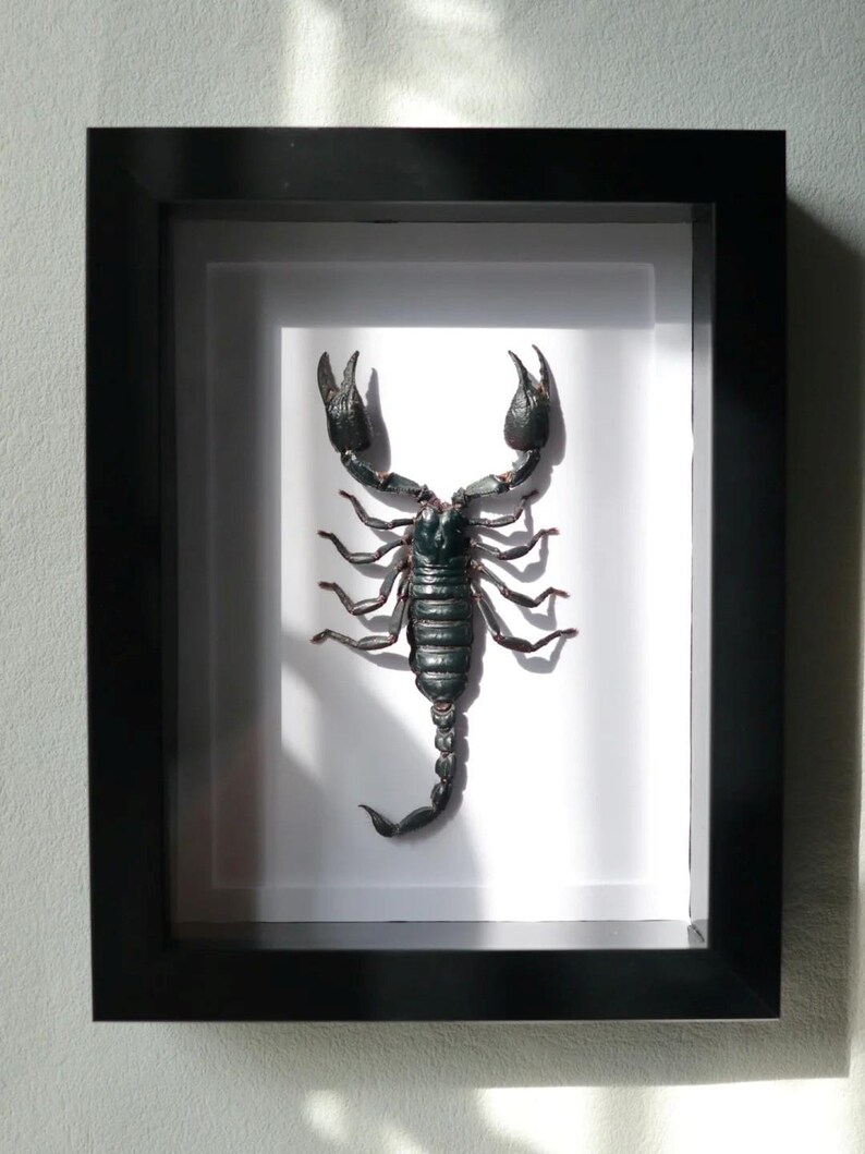 Real Rainforest Scorpion Shadow Box – Gothic Halloween Wall Art, Witchy ...