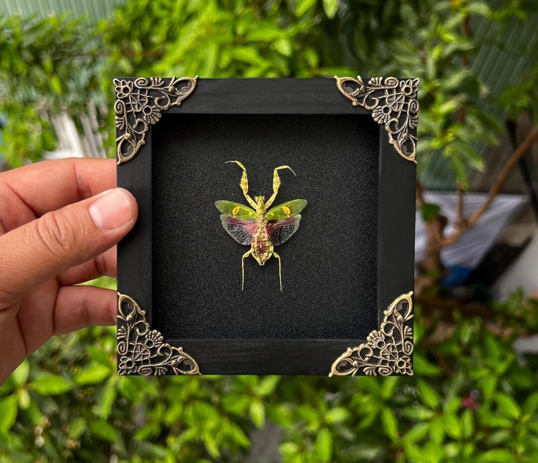 Leaf Mantis Insect Specimen | Framed Choeradodis Display | Real Green ...