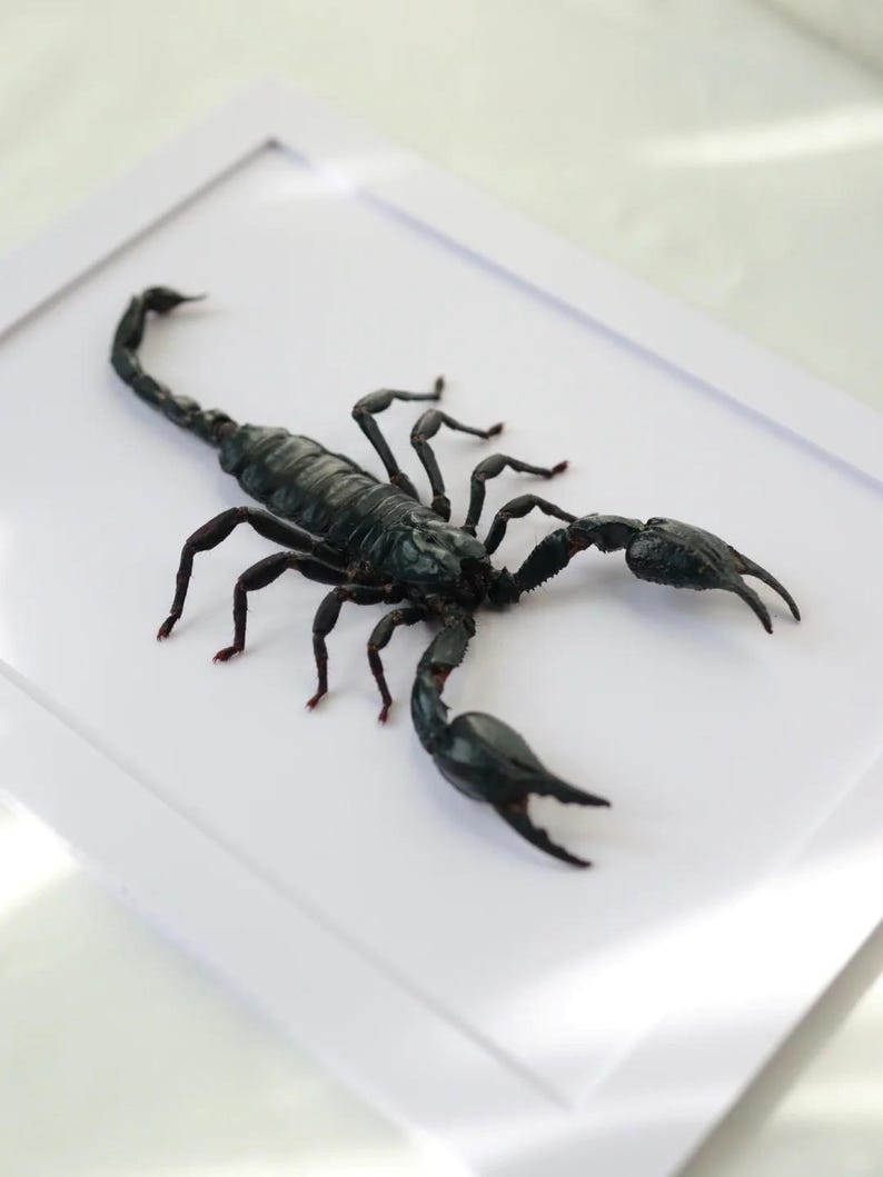 Real Rainforest Scorpion Shadow Box – Gothic Halloween Wall Art, Witchy ...