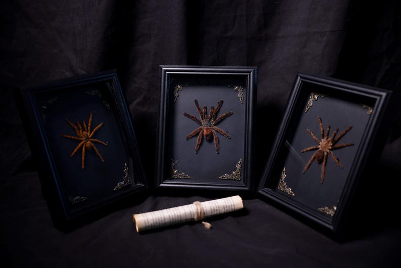 Antilles Pinktoe Tarantula – Framed Real Spider Specimen, Preserved ...