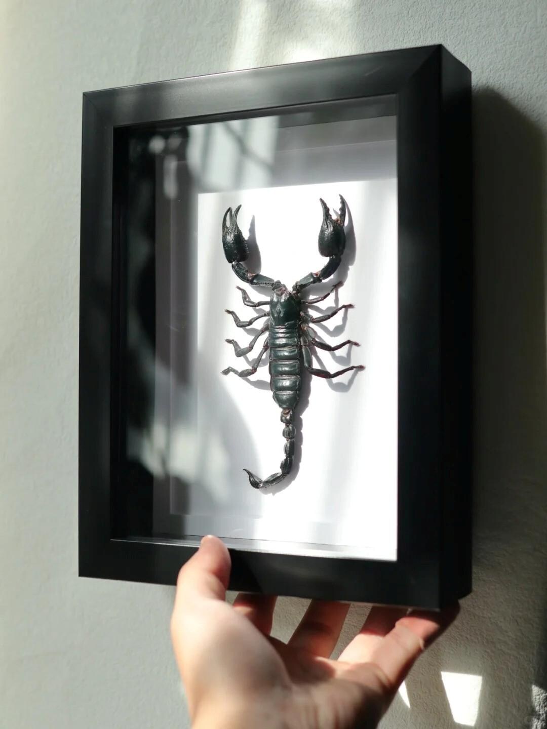 Real Rainforest Scorpion Shadow Box – Gothic Halloween Wall Art, Witchy ...