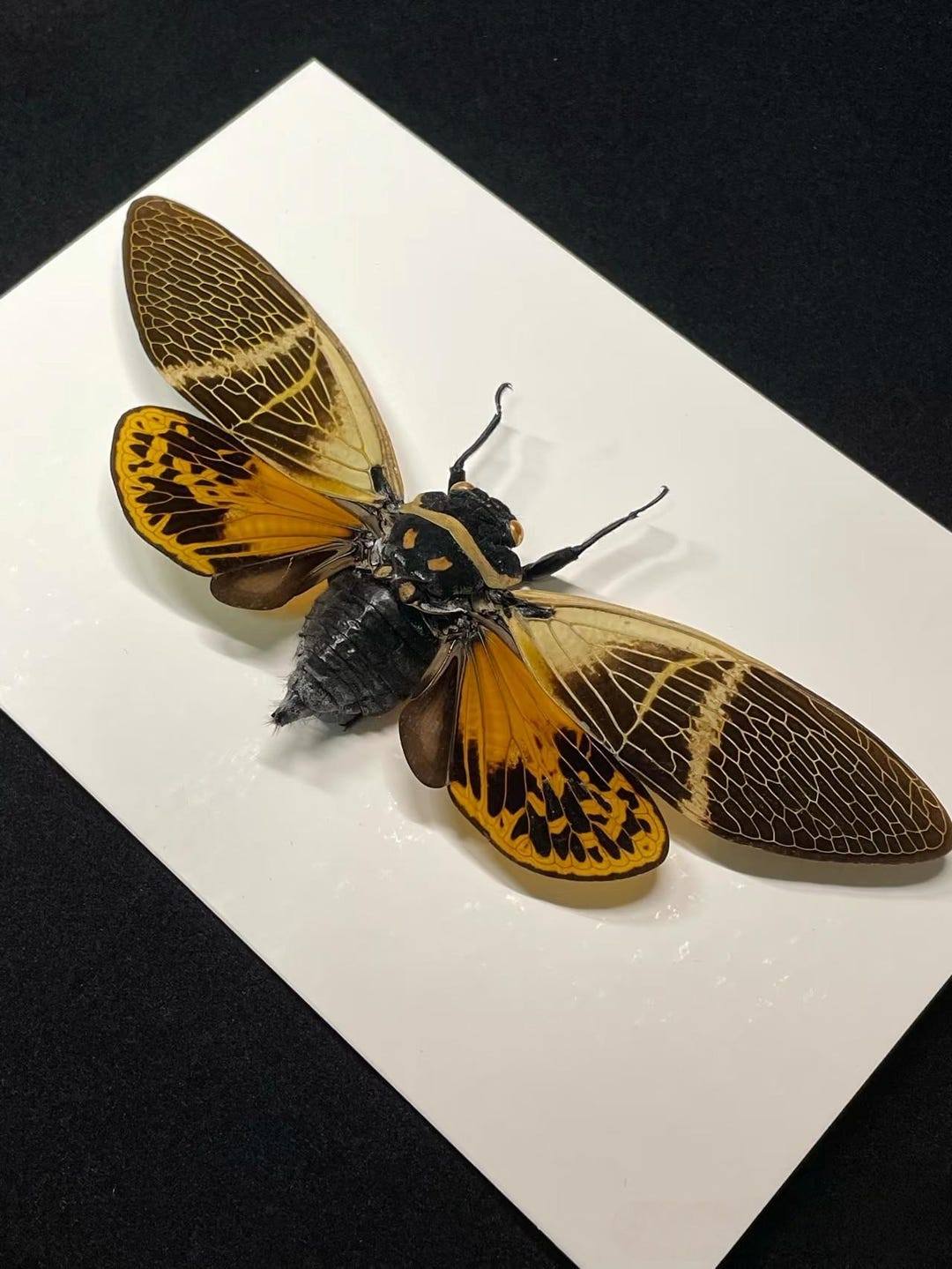 Real Giant Cicada Insect Specimen A1 Grade | Entomology Display With ...
