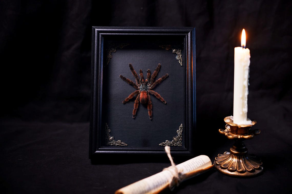 Antilles Pinktoe Tarantula – Framed Real Spider Specimen, Preserved ...