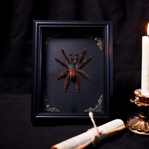 Antilles Pinktoe Tarantula – Framed Real Spider Specimen, Preserved ...