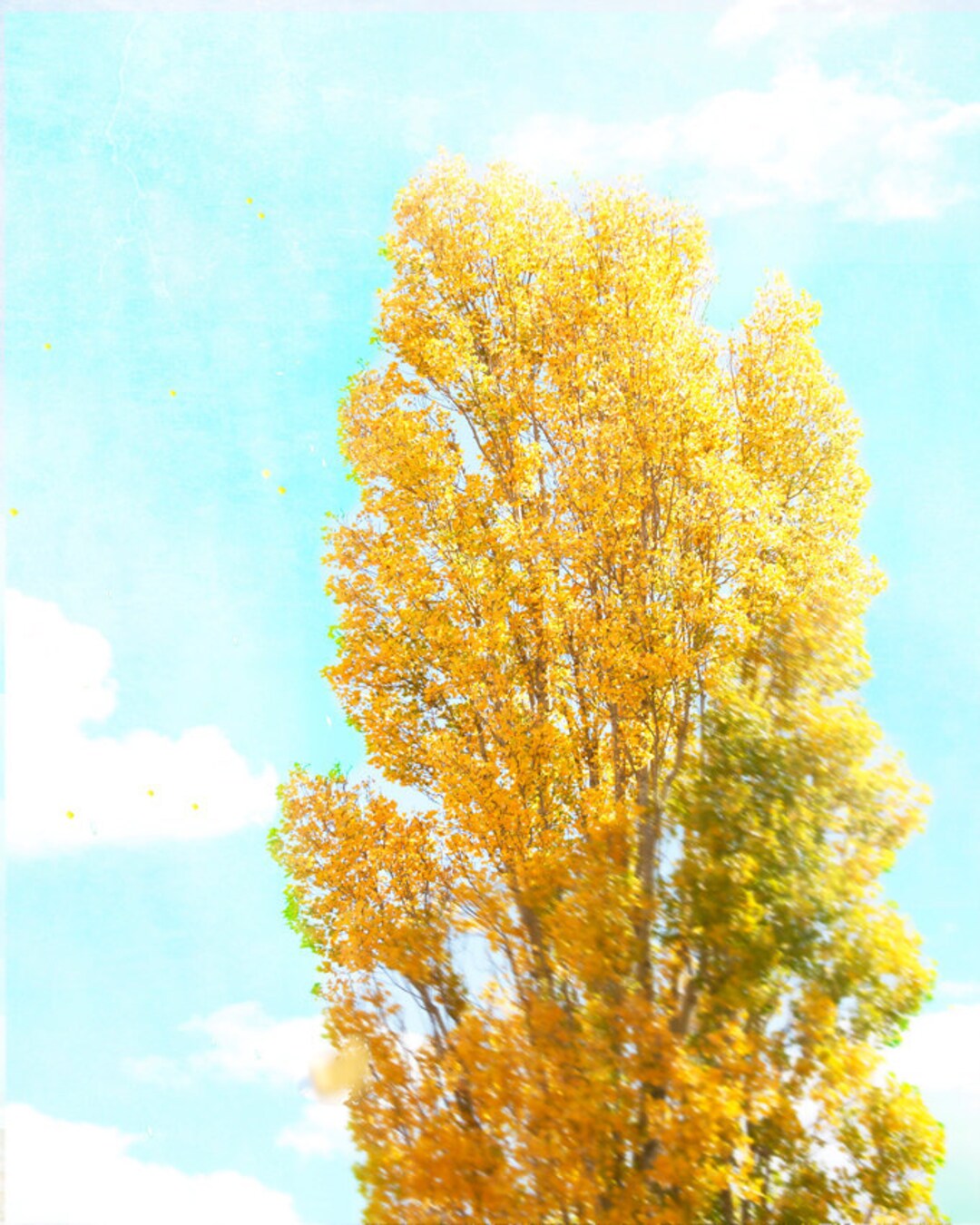 Tree Photograph, Poplar, Yellow Gold, Cyan, Autumn, Sky, Absinthe Green ...