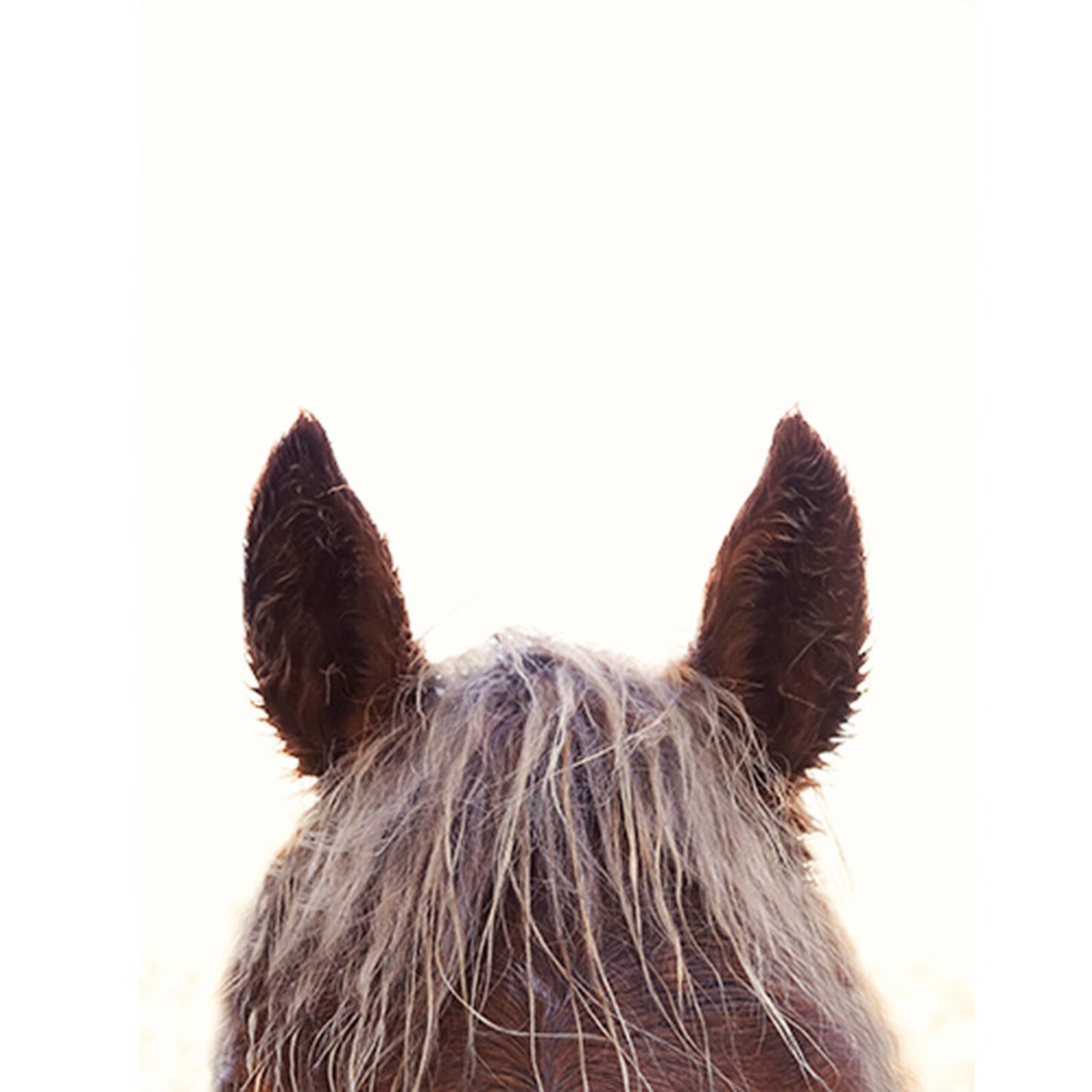 Horse Photography, Equine, Pony, Mane, Nature Photography, Horse Ears ...