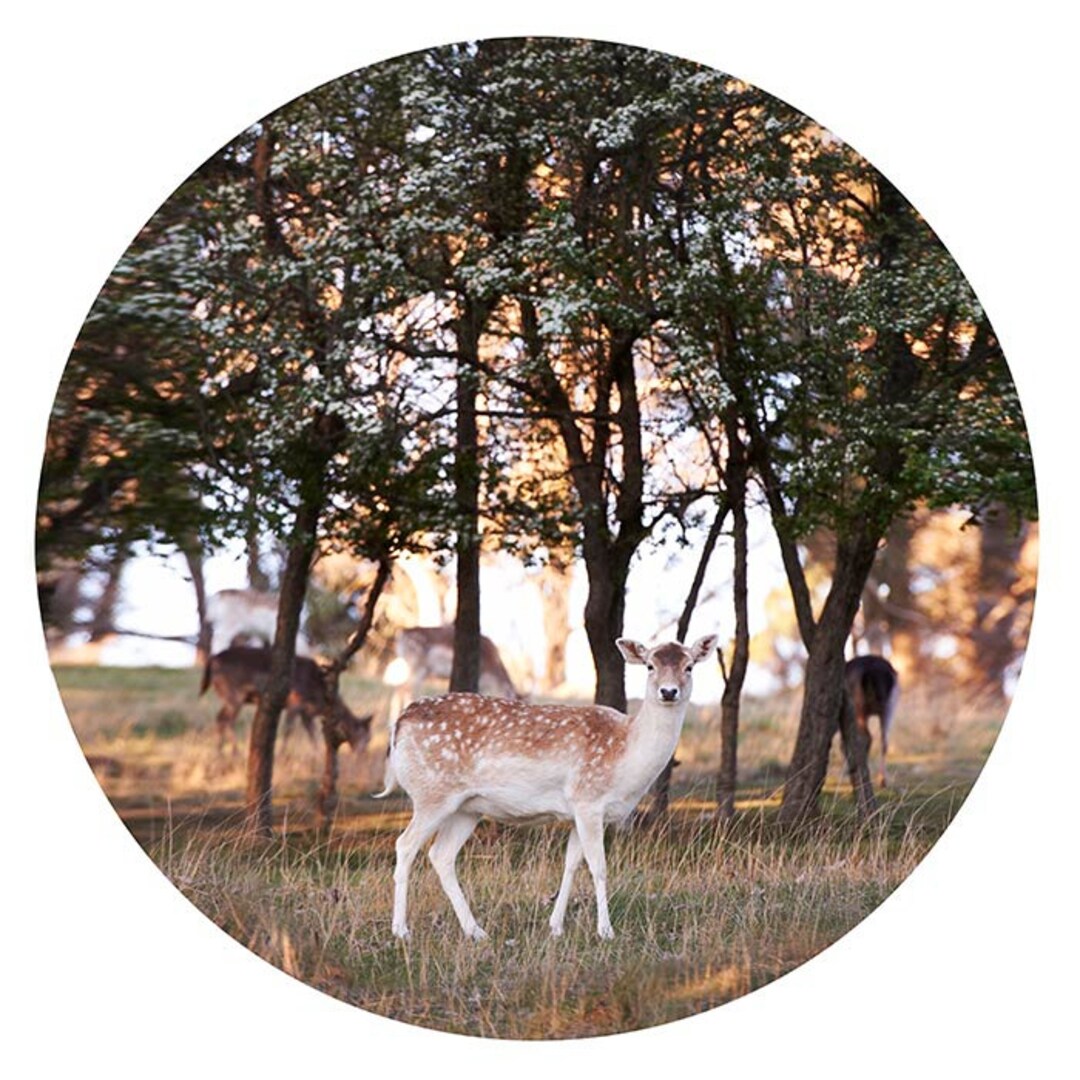 Nursery Art, Child Kid's Decor, Forest Deer, Nature, Field, for Her ...