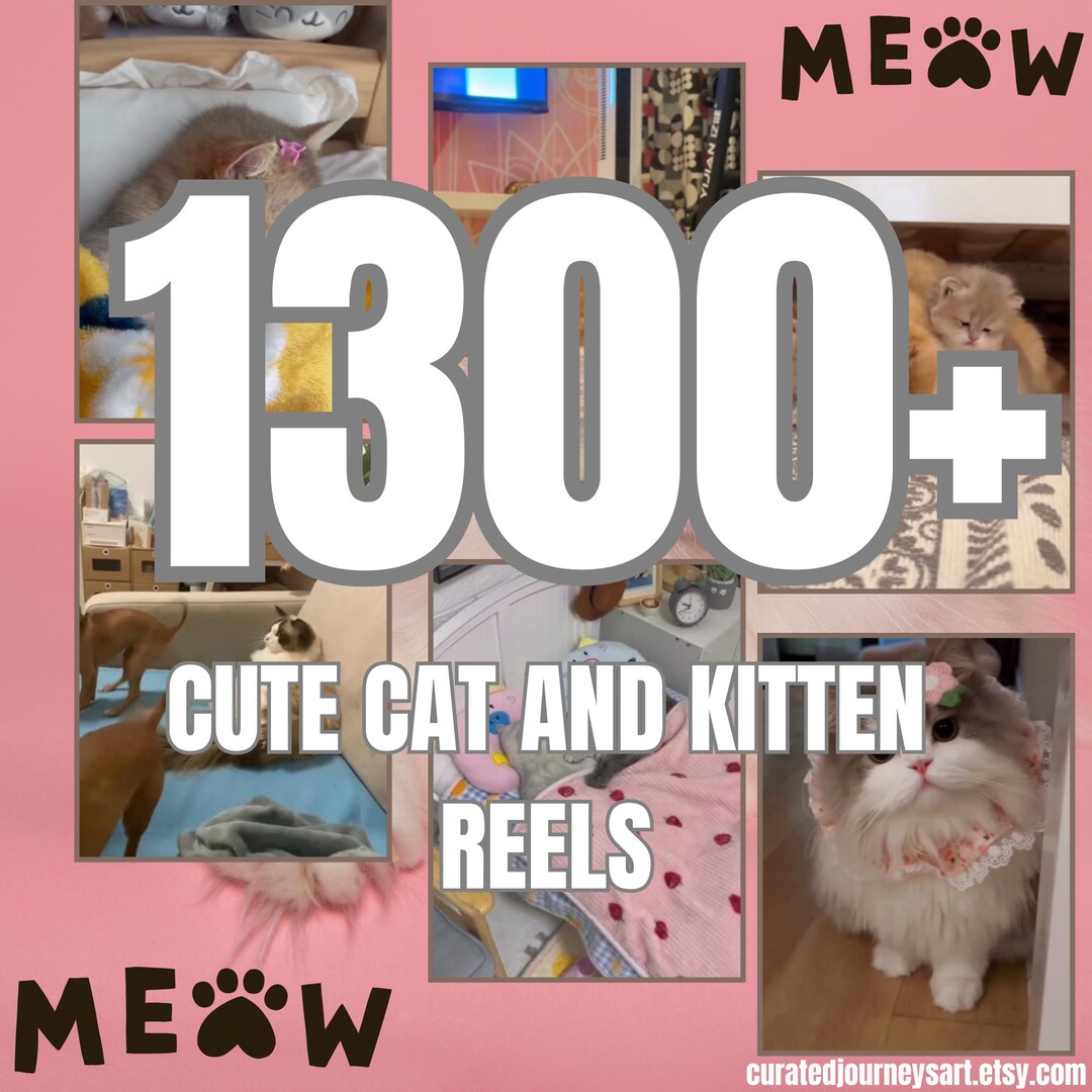 1300+ Cat Video Reels | Viral Social Media Content (digital Download ...