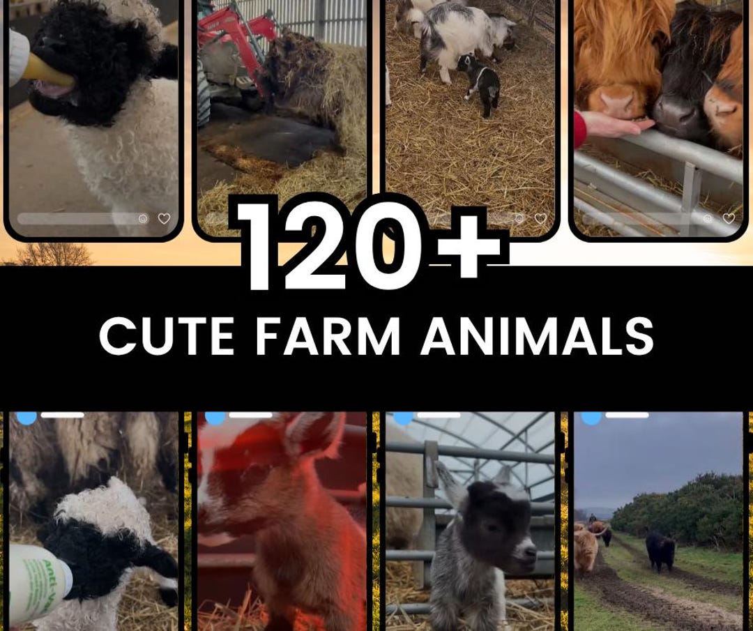 Farm Animal Reels | 4K Vertical Video Bundle (digital Download - Etsy