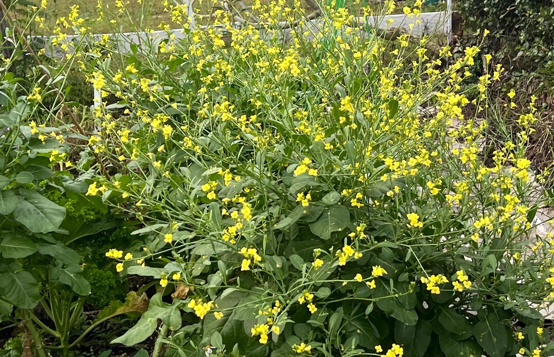 Choy Sum - (field Mustard, Chinese Flowering Cabbage) - Etsy