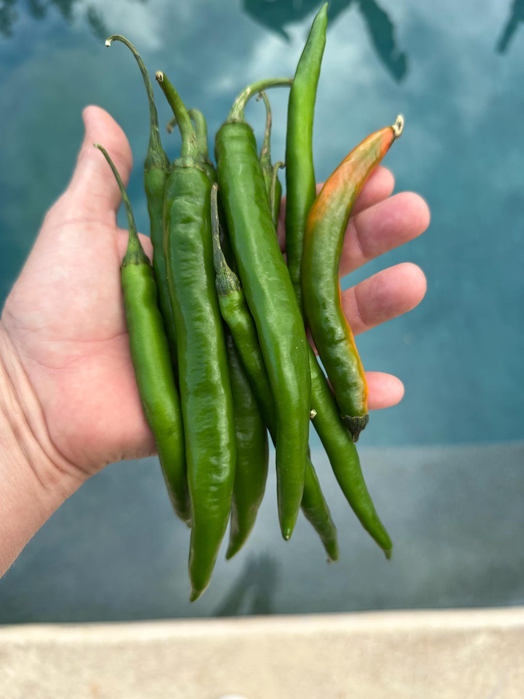 Long Indian Peppers: Trellis Growing, Spicy Flavor - Etsy