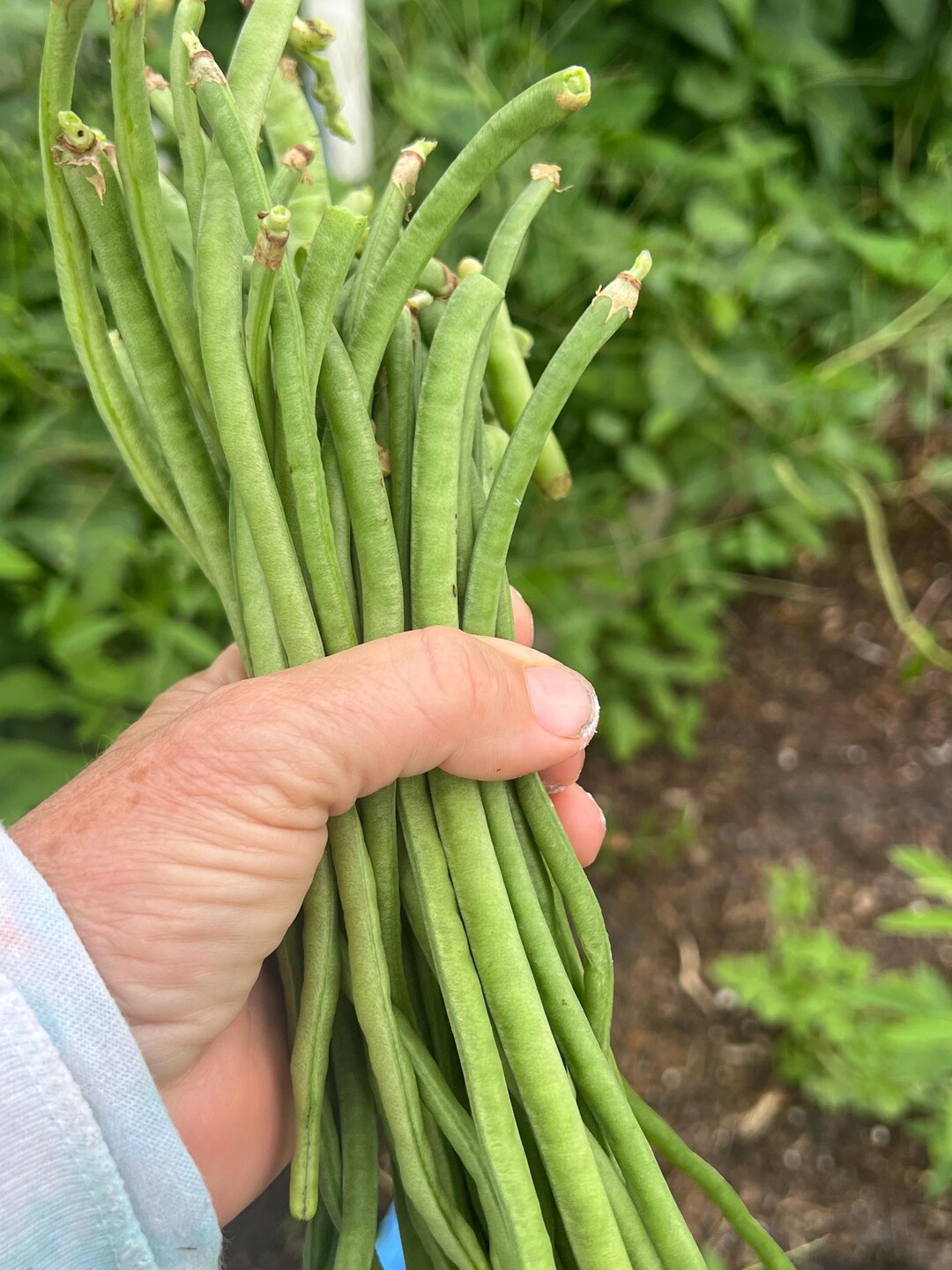 Long Beans - Prolific Climbing Bean - Etsy