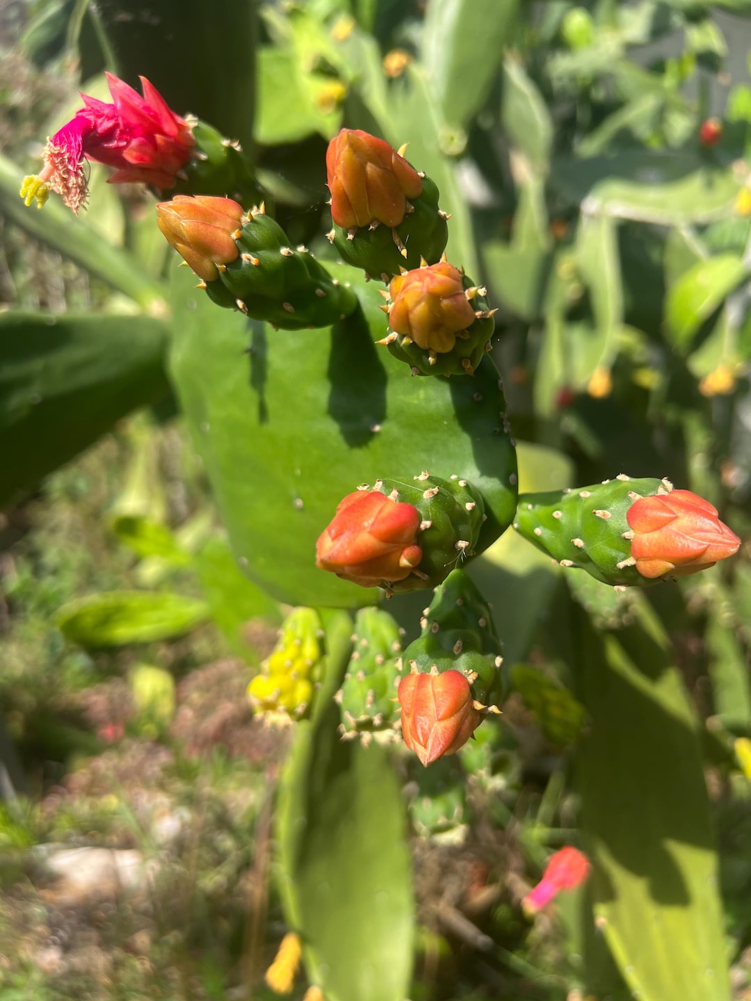 Edible Prickly Pear Cactus, Nopales, or Paddle Cactus - Etsy