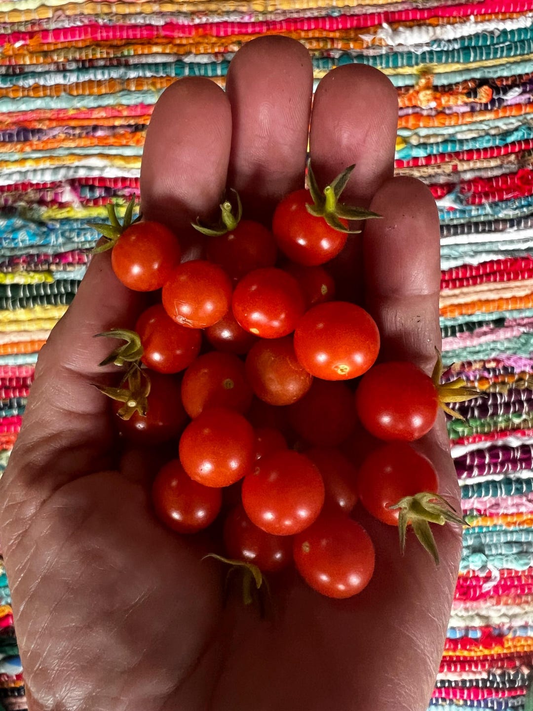 Everglades Tomato Seeds (R) - Florida Native, Wild Tomato! - Etsy