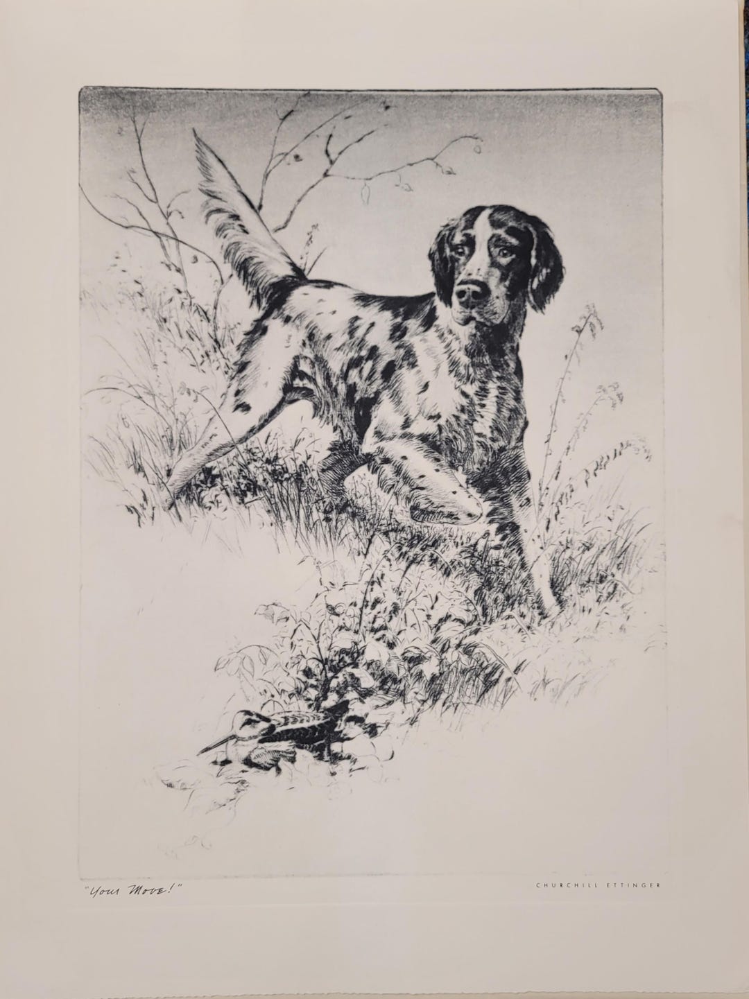 Vintage Print of an English Setter Dog - Etsy
