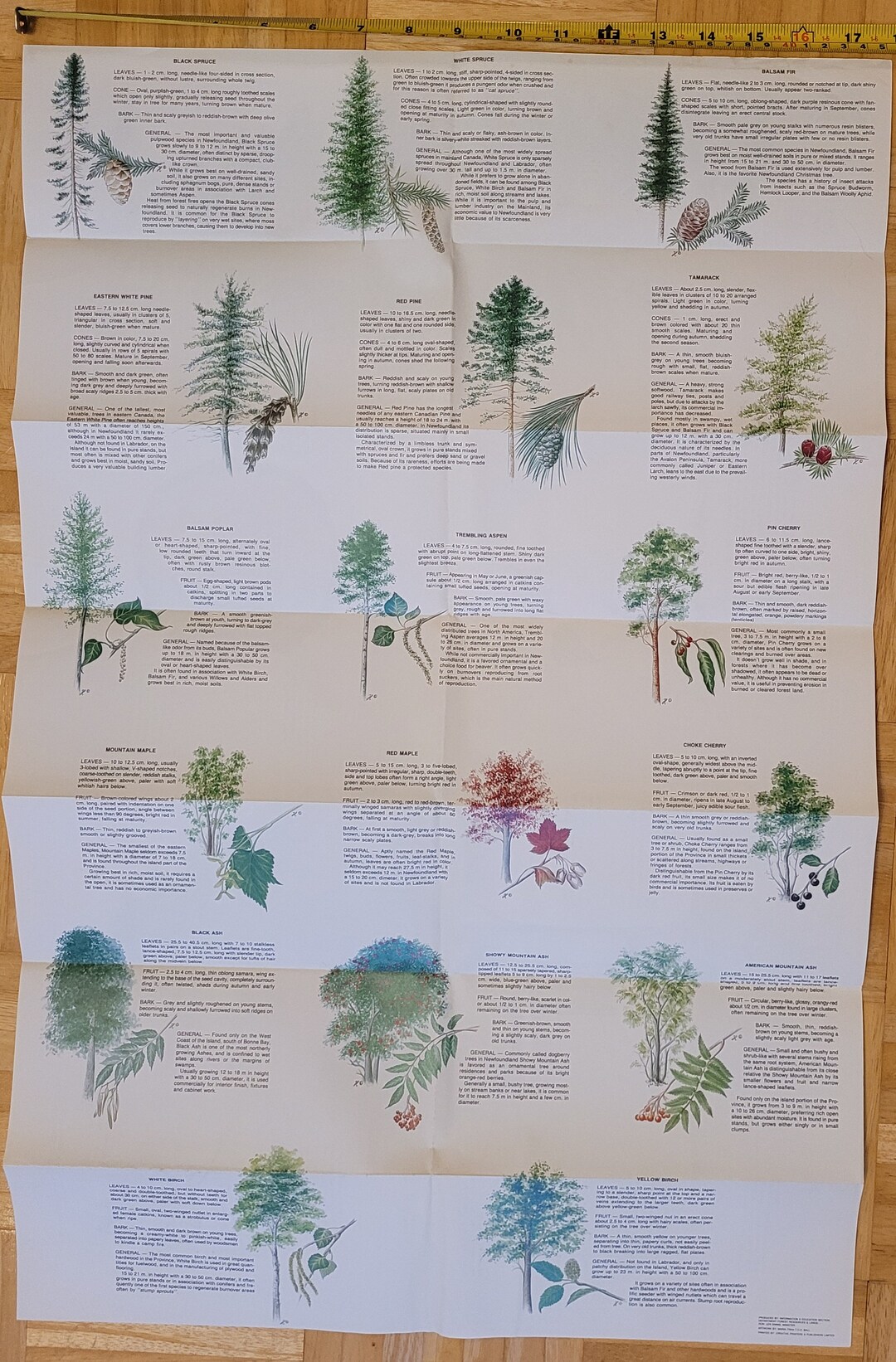 Vintage Poster Native Trees of Newfoundland and Labrador Canada - Etsy