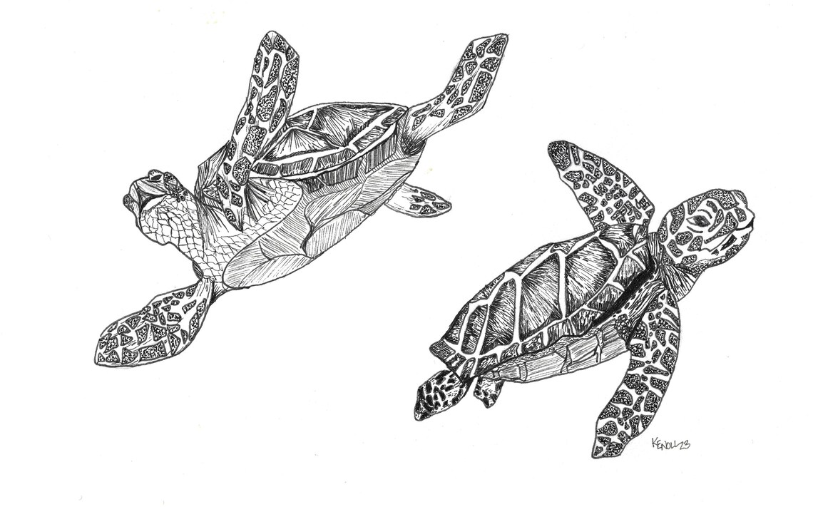 Sea Turtle Pen and Ink - Etsy