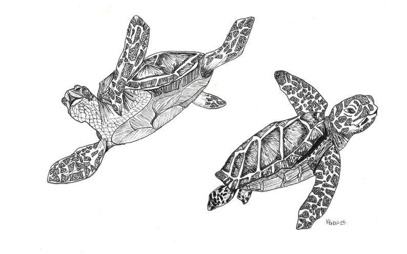 Sea Turtle Pen and Ink - Etsy