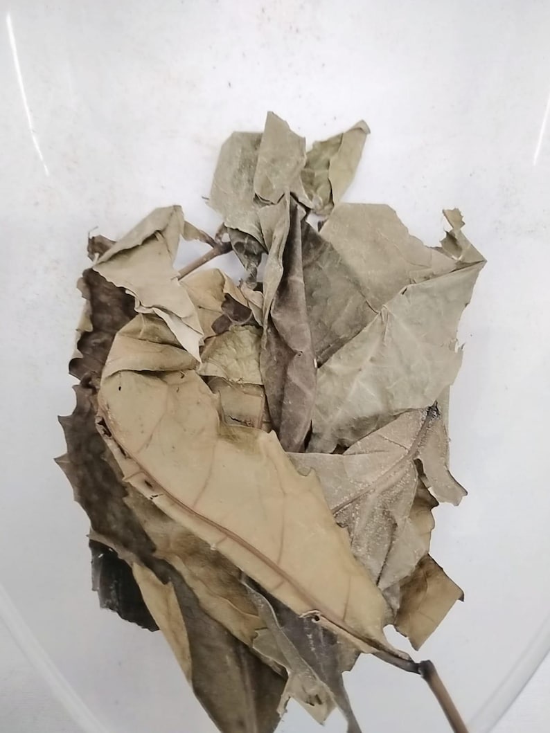 Ewe Akoko/dried Neubouldia Laevis/aduruku/ogirisi/dried Boundary Tree ...