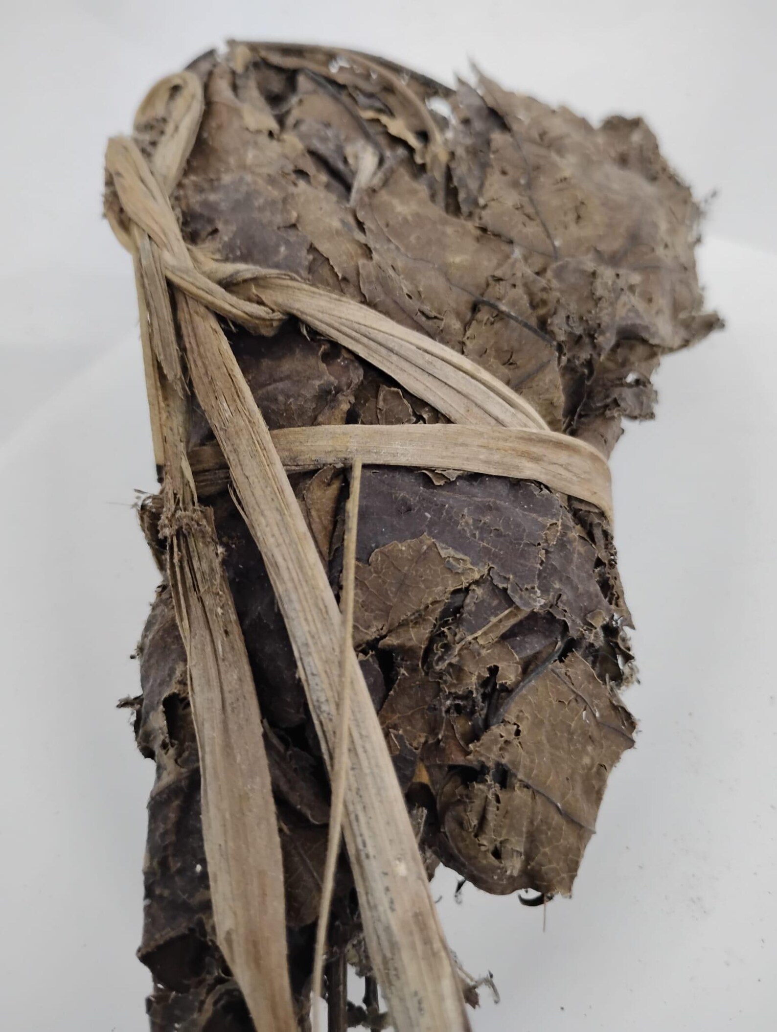 Ewe Opoto/ficus Carica/fig Leaf Tree - Etsy