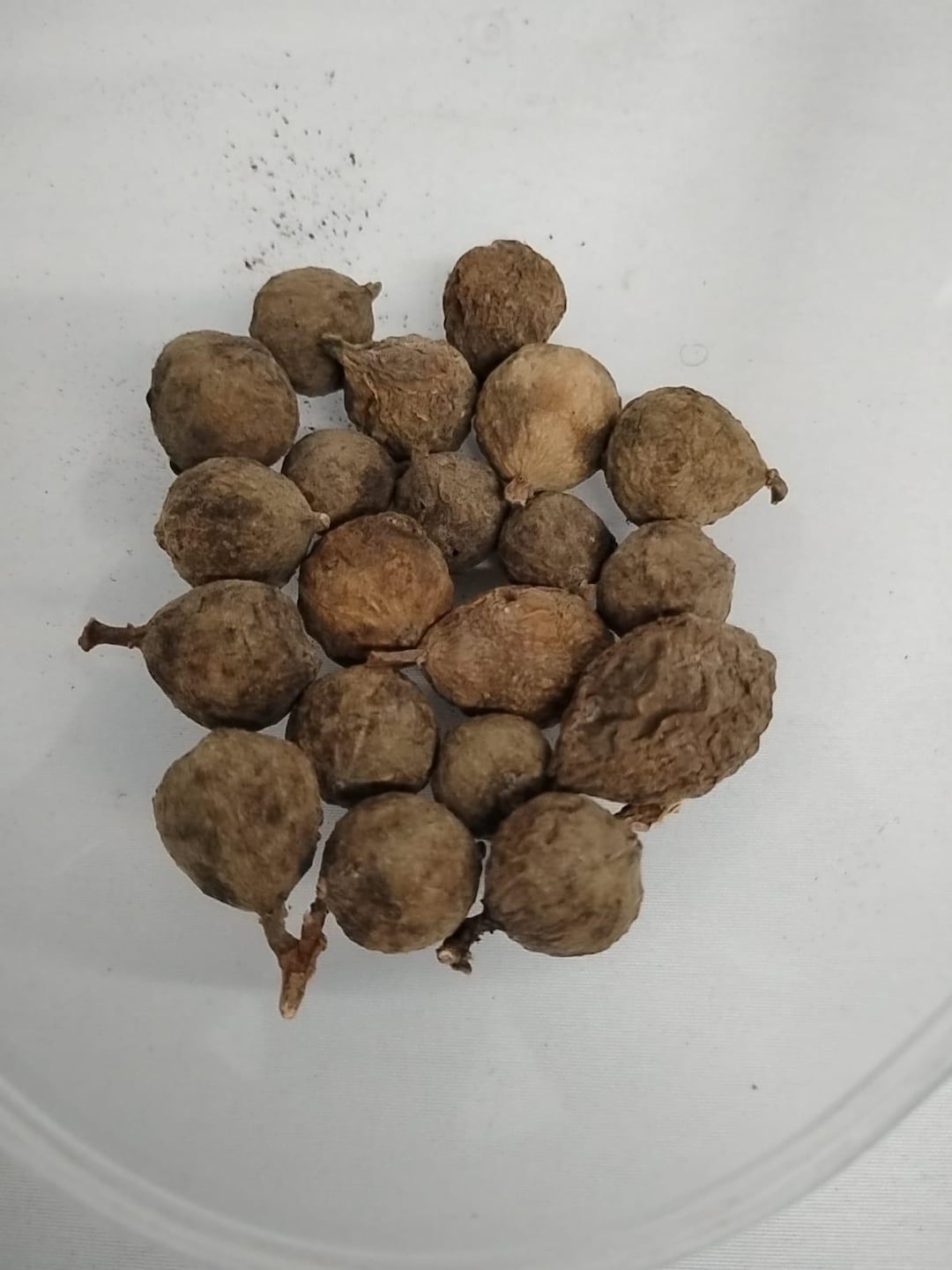 Eso Igi Opoto/fig Tree Seeds - Etsy