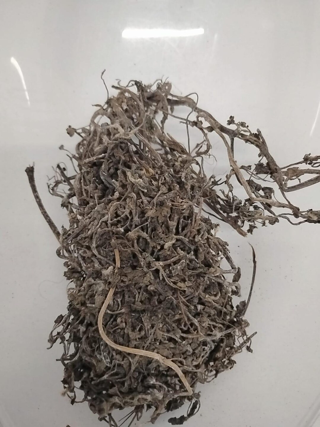 Ewe Igi Araba/dried White Silk-cotton Tree Leaves/kapok Tree Leaves - Etsy