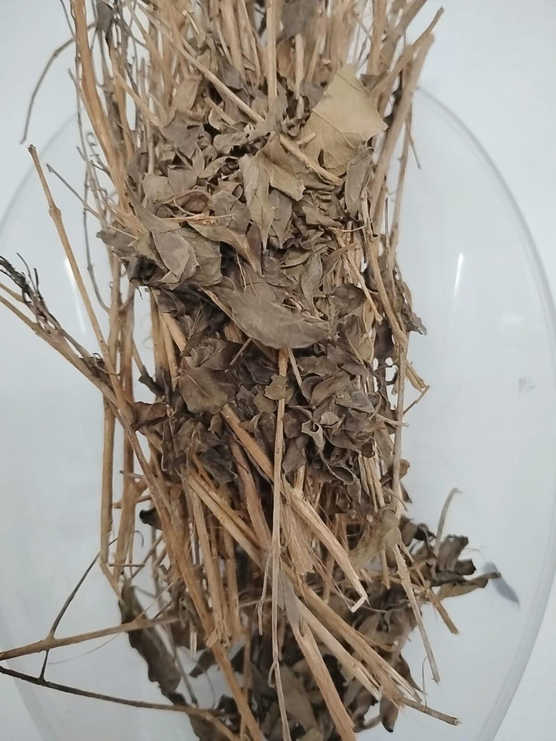 Ewe Laali/lawsonia Inermis Dried Leaves/henna - Etsy