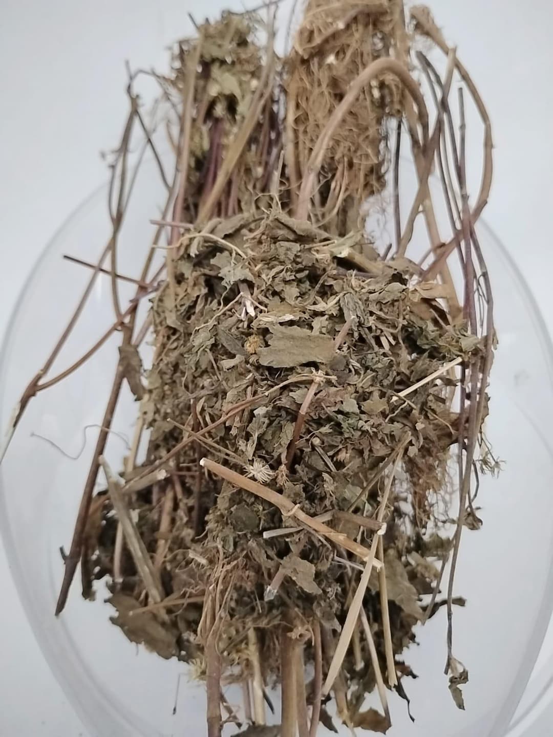 Ewe Rerinkomi/white Weed /ewe Imi Esu/ageratum Conyzoides/goat Weed - Etsy