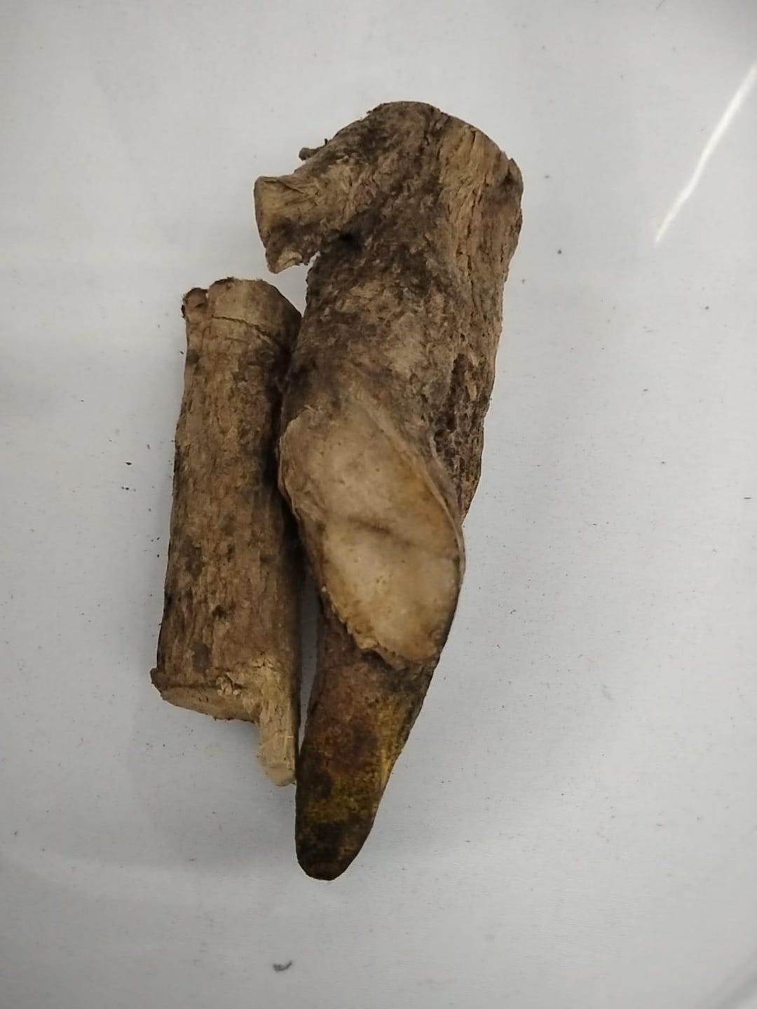 Egbo Sapo/soapwort Tree Root/saponaria Officinalis Root/bouncing-bet ...