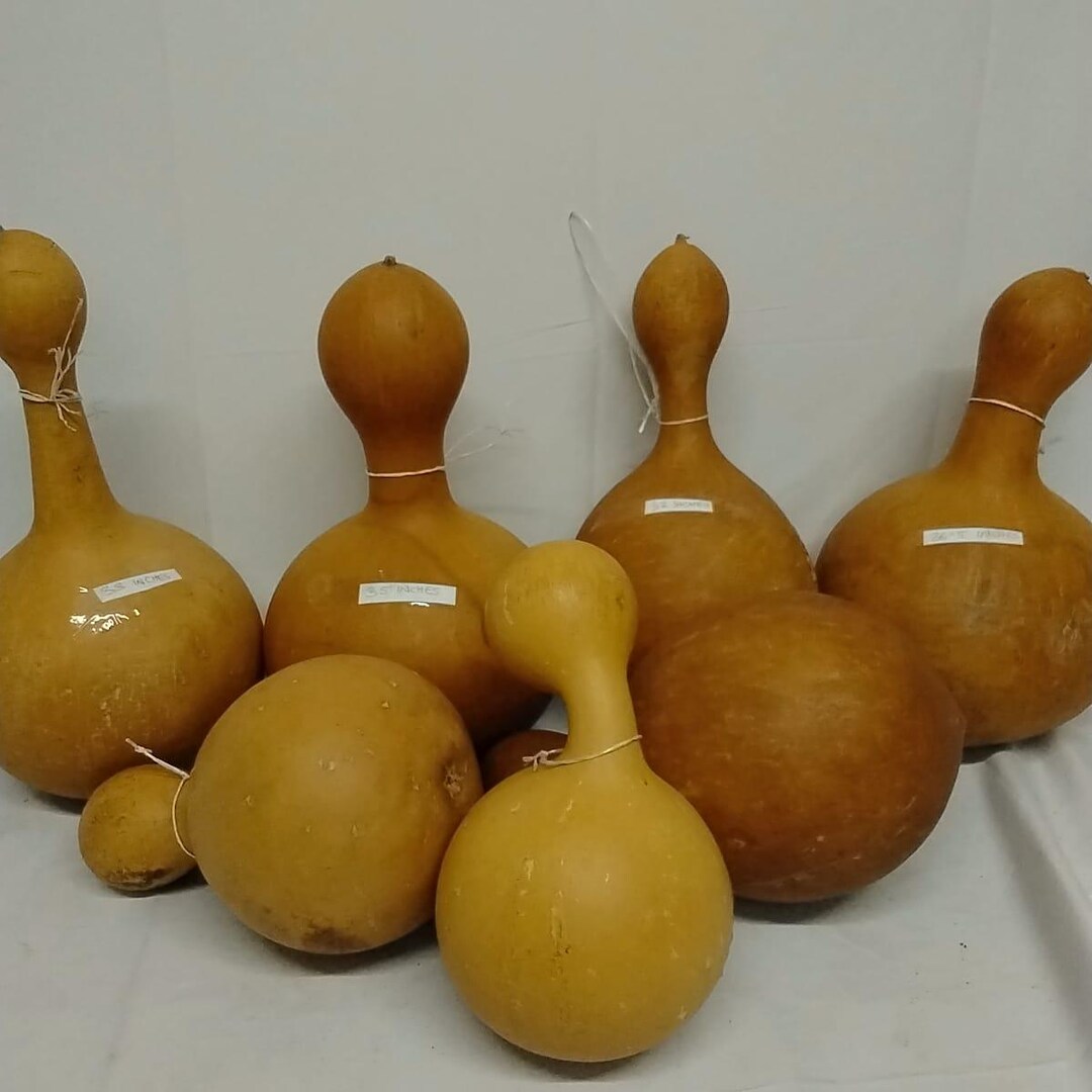 Akeregbe/african Dried Bottle Gourd/dried Vessel Gourd/agbe/long Neck ...