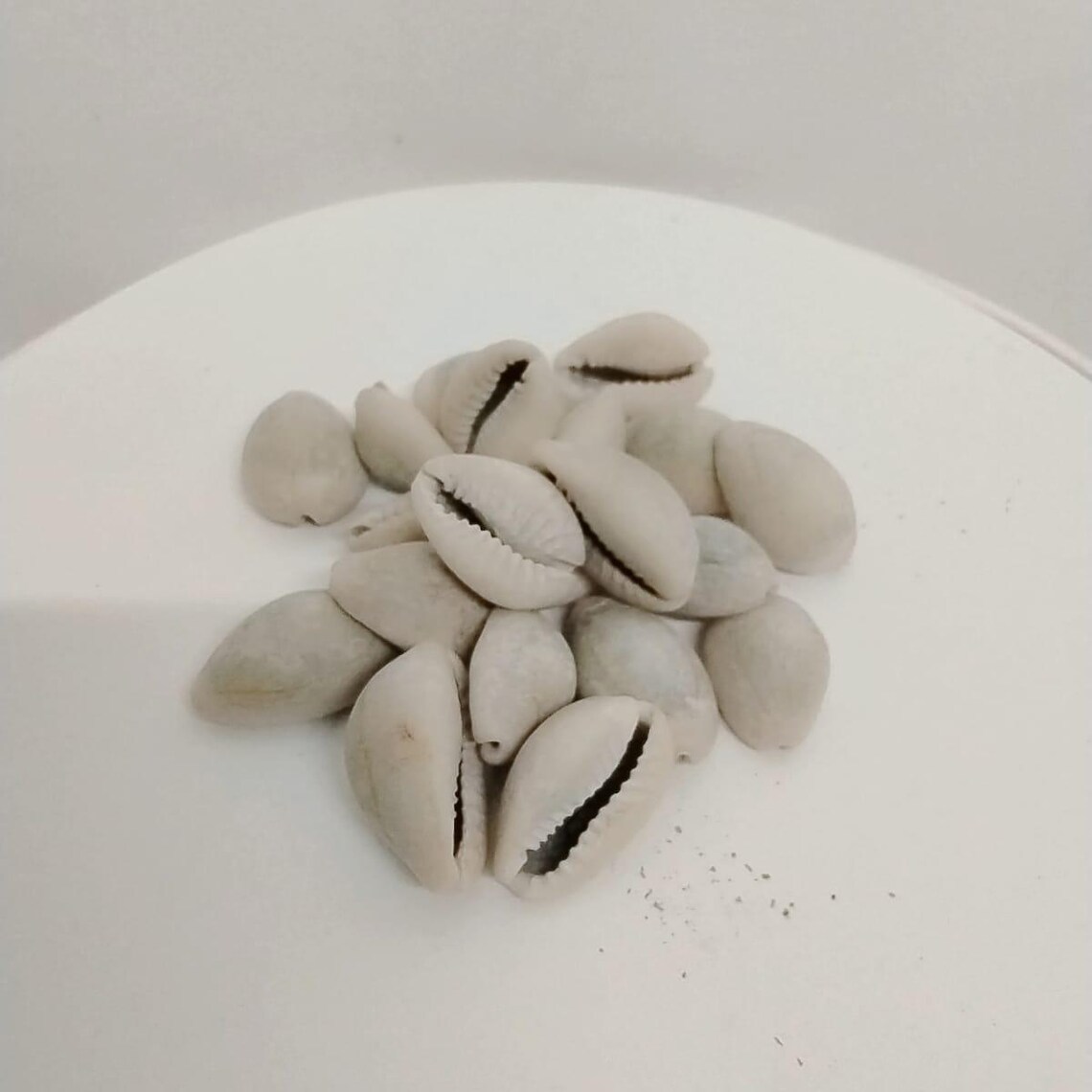 20pcs Authentic African Cowries/owo Eyo/yoruba Cowries - Etsy