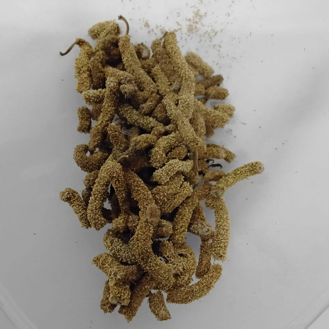 Eso Igi Iroko/african Teak Tree Seeds - Etsy