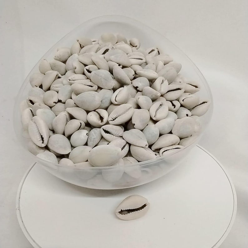 20pcs Authentic African Cowries/owo Eyo/yoruba Cowries - Etsy