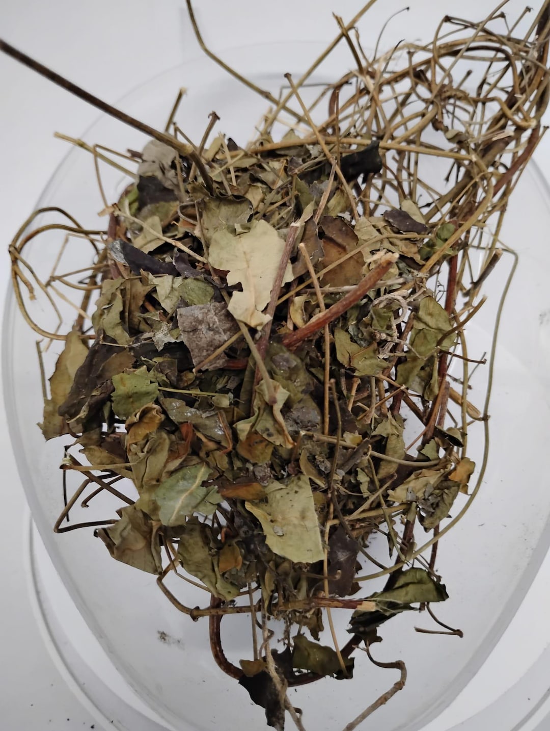 Ewe Ailu/secamone Afzelii/african Dried Herbs - Etsy