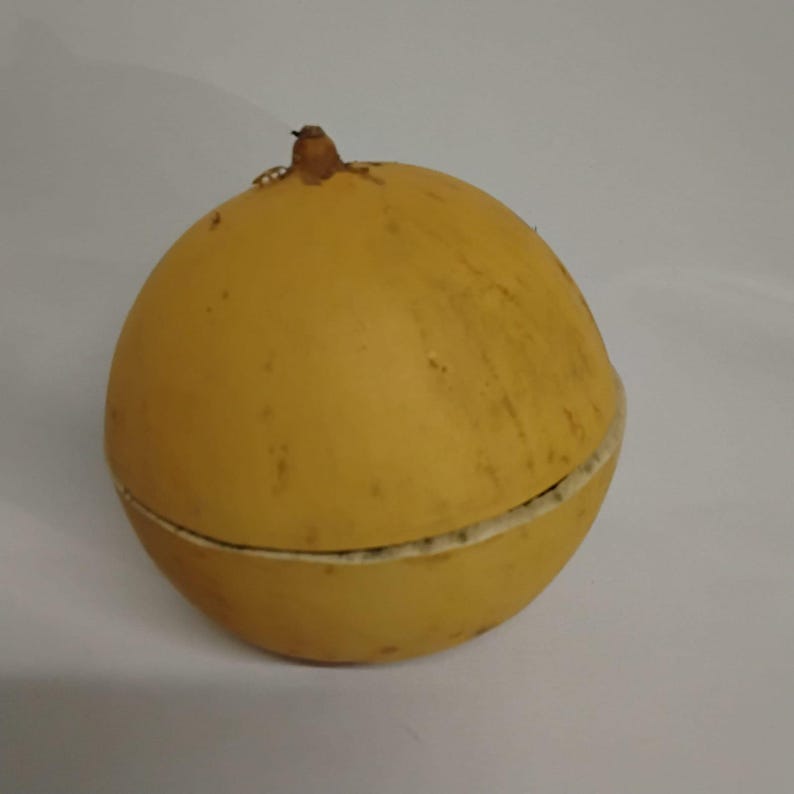 African Dried Calabash With Cover/igba/ugba - Etsy