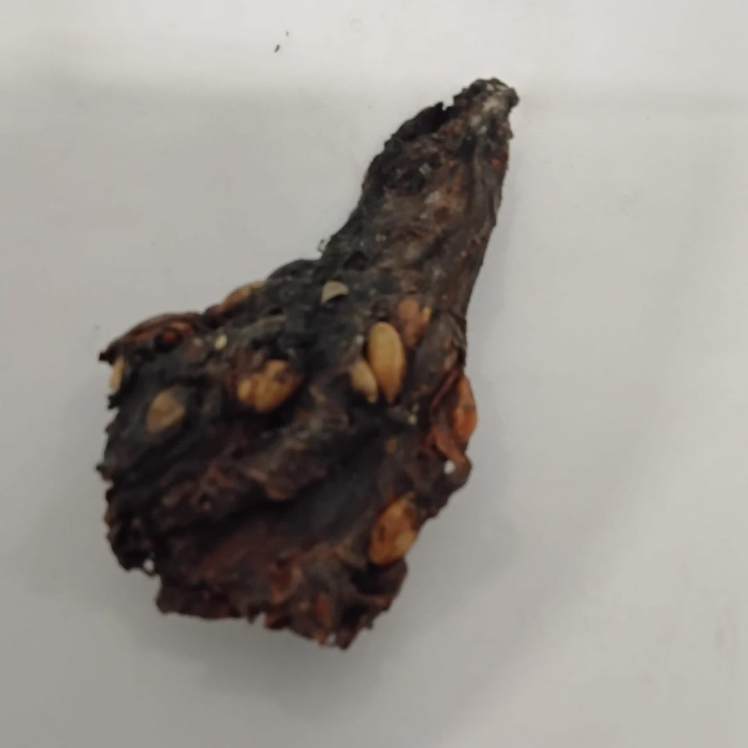 Eso Afon/african Breadfruit Seeds/treulia Africana Seeds - Etsy