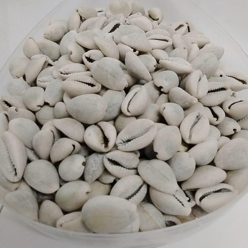 Cowrie - Etsy