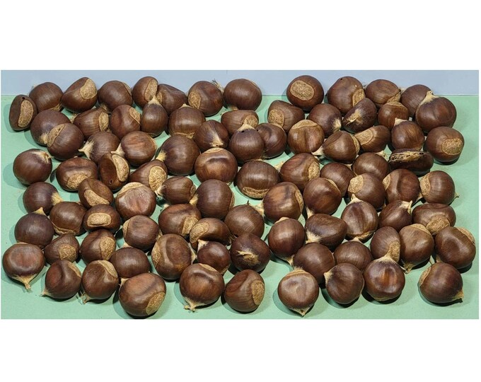 11 Oz. Natural Real Raw Chestnuts W/shell DIY Eco Craft Project Making ...