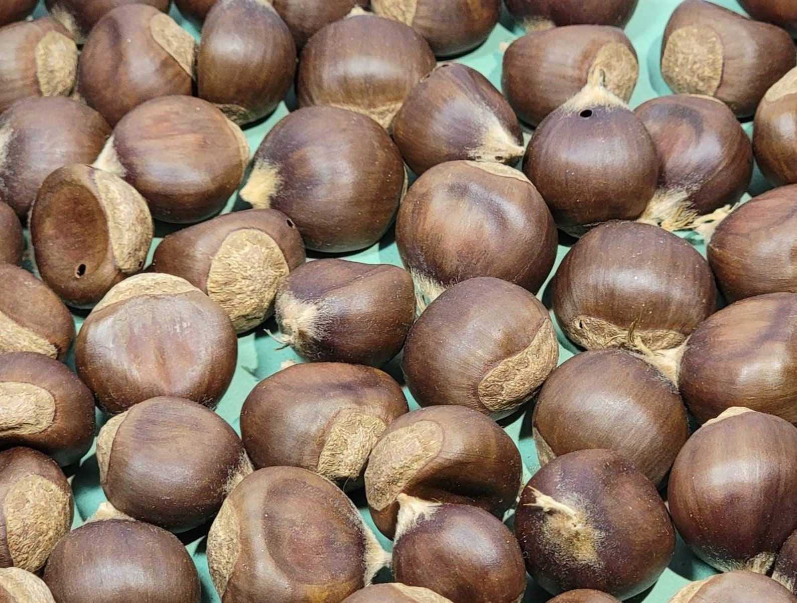 11 Oz. Natural Real Raw Chestnuts W/shell DIY Eco Craft - Etsy