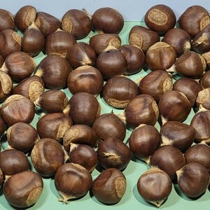 11 Oz. Natural Real Raw Chestnuts W/shell DIY Eco Craft Project Making ...