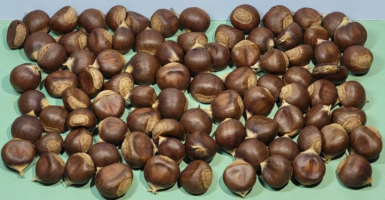11 Oz. Natural Real Raw Chestnuts W/shell DIY Eco Craft - Etsy