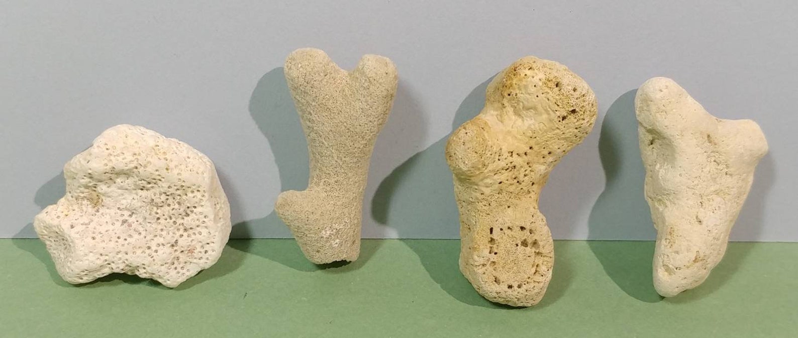 7pcs Assorted Real Branch Coral Fossil Salt Water Specimen - Etsy