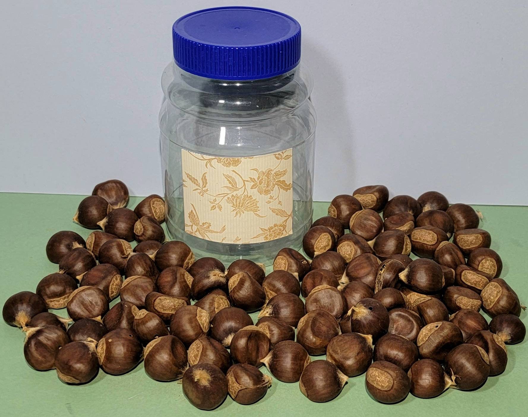 11 Oz. Natural Real Raw Chestnuts W/shell DIY Eco Craft - Etsy