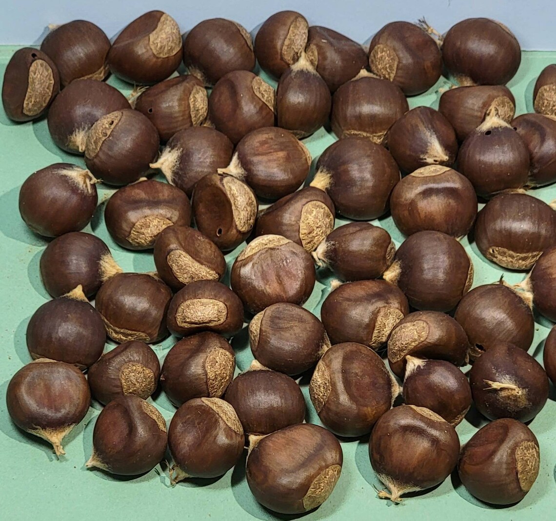 11 Oz. Natural Real Raw Chestnuts W/shell DIY Eco Craft - Etsy