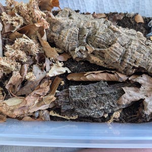 Mike’s Isopod/millipede Starter Kit - Etsy