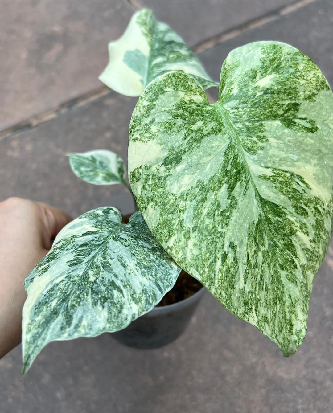 Monstera Deliciosa Legacy Variegated Plant - Etsy Canada
