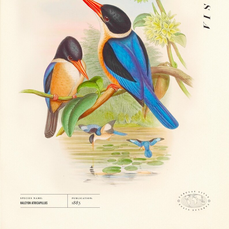 Vintage Bird Poster - Halcyon Atricapillus - 1883 - Birds of Asia ...