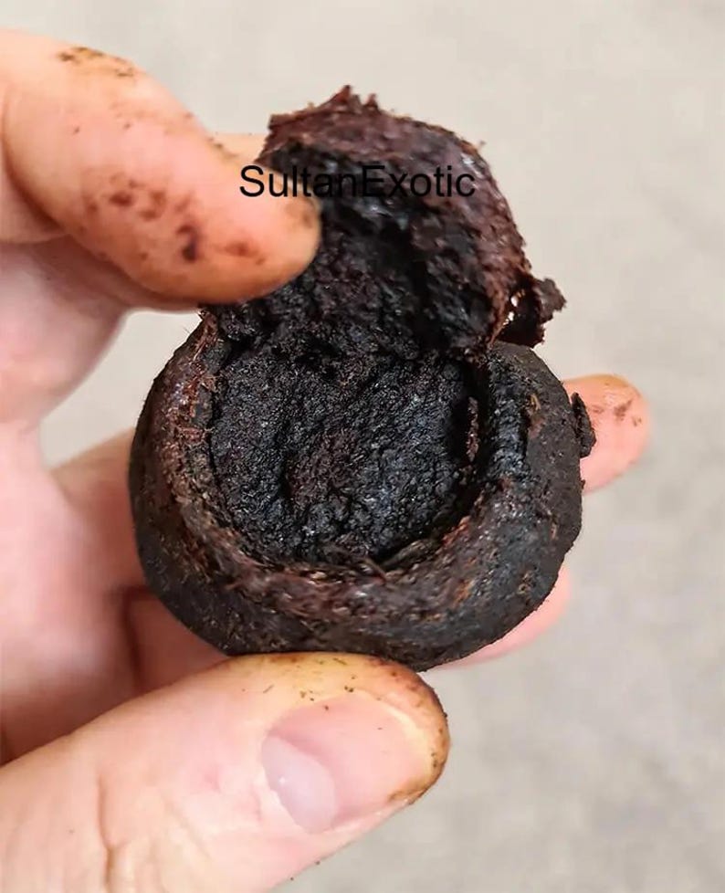 100% Authentic Deer Musk Pod – Sacred Aphrodisiac, Rare, Natural, and ...